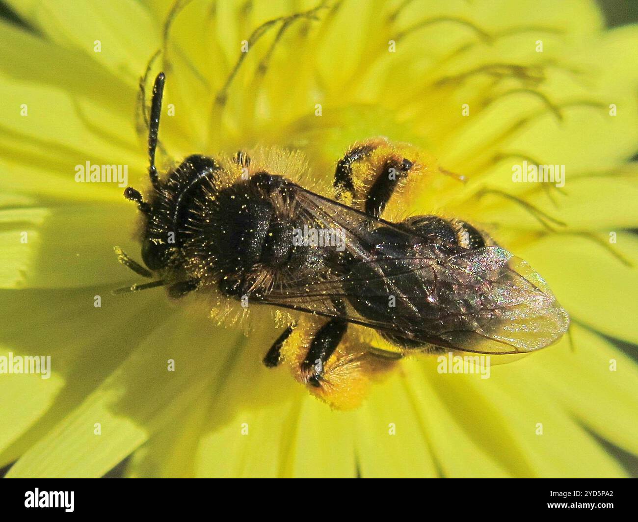 Mining Bees (Andrena Stock Photo - Alamy