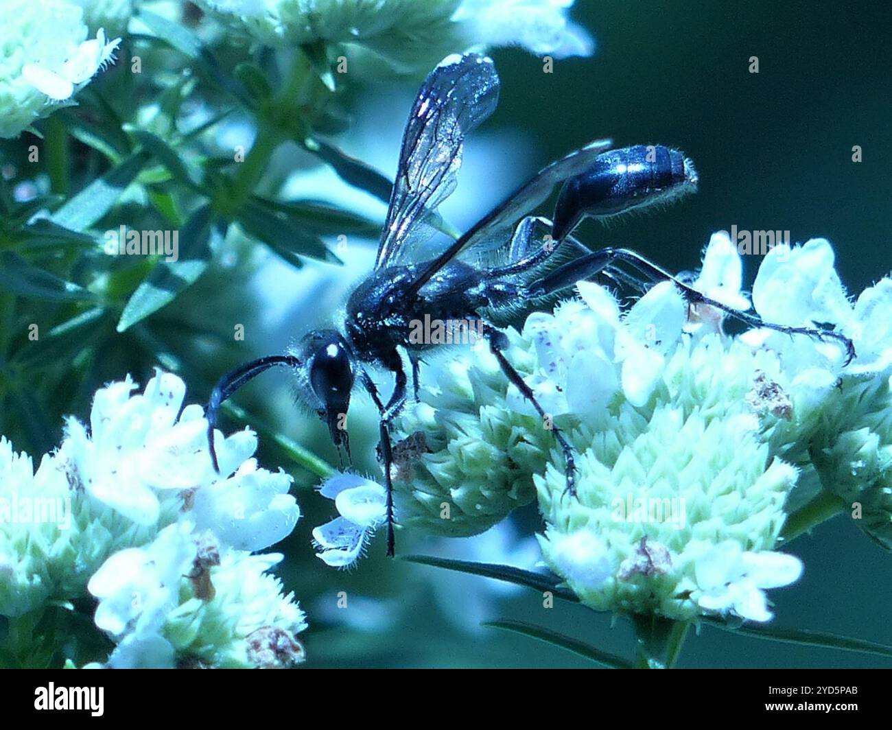 Grass-carrying Wasps (Isodontia Stock Photo - Alamy