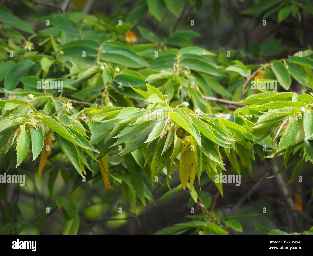 calabur tree (Muntingia calabura Stock Photo - Alamy
