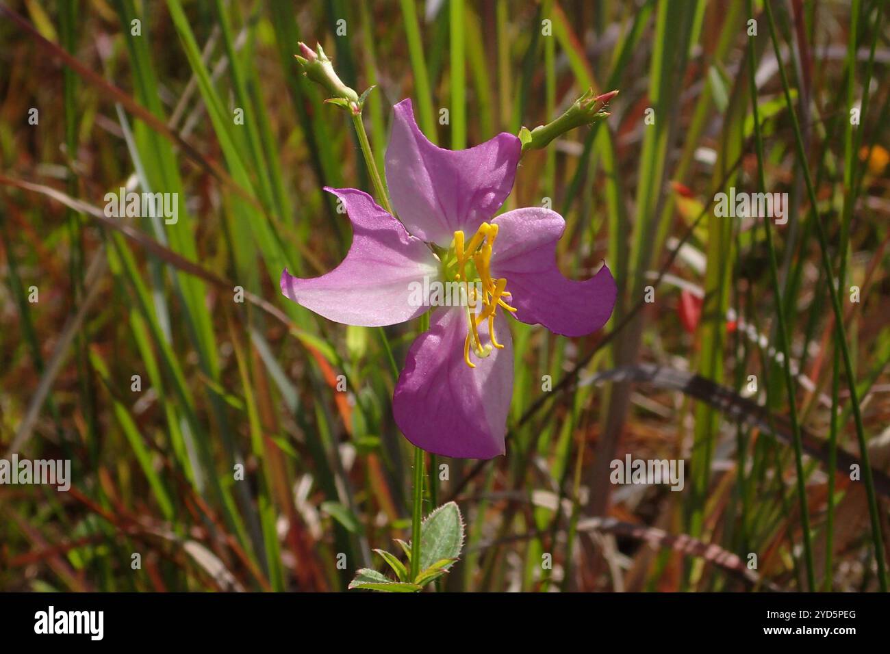 Maid Marian (Rhexia nashii Stock Photo - Alamy