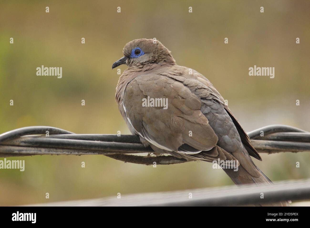West peruvian dove hi-res stock photography and images - Alamy