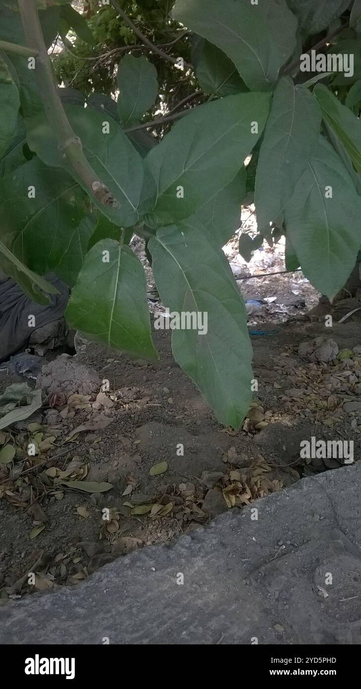 Ficus hispida leaf hi-res stock photography and images - Alamy