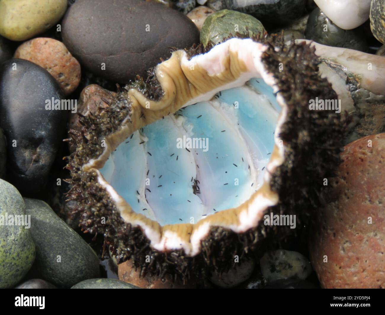 Mossy Chiton (Mopalia muscosa Stock Photo - Alamy