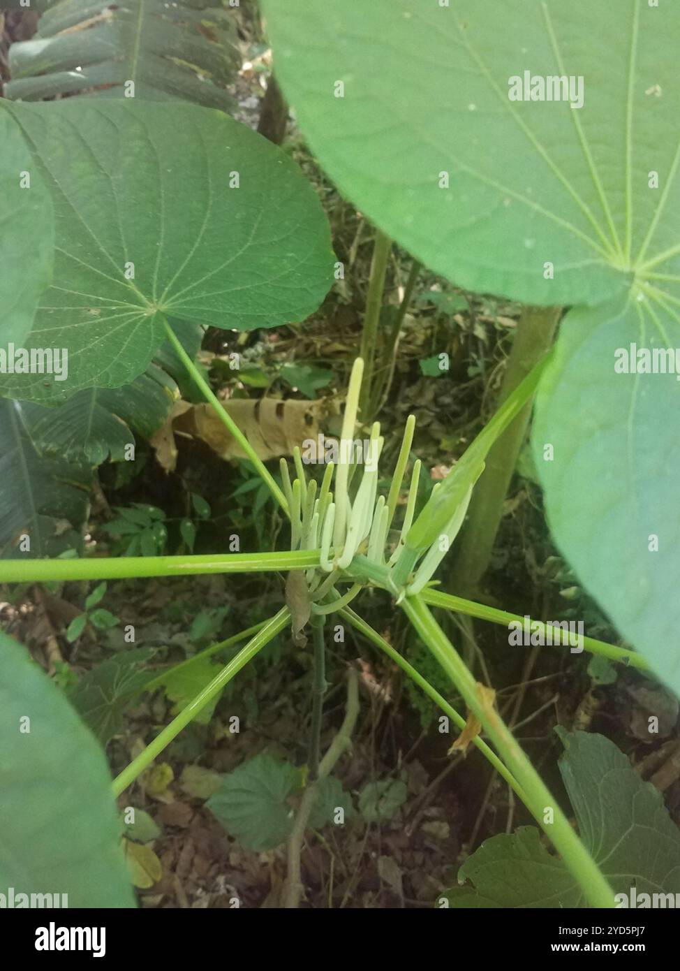 pariparoba (Piper umbellatum Stock Photo - Alamy