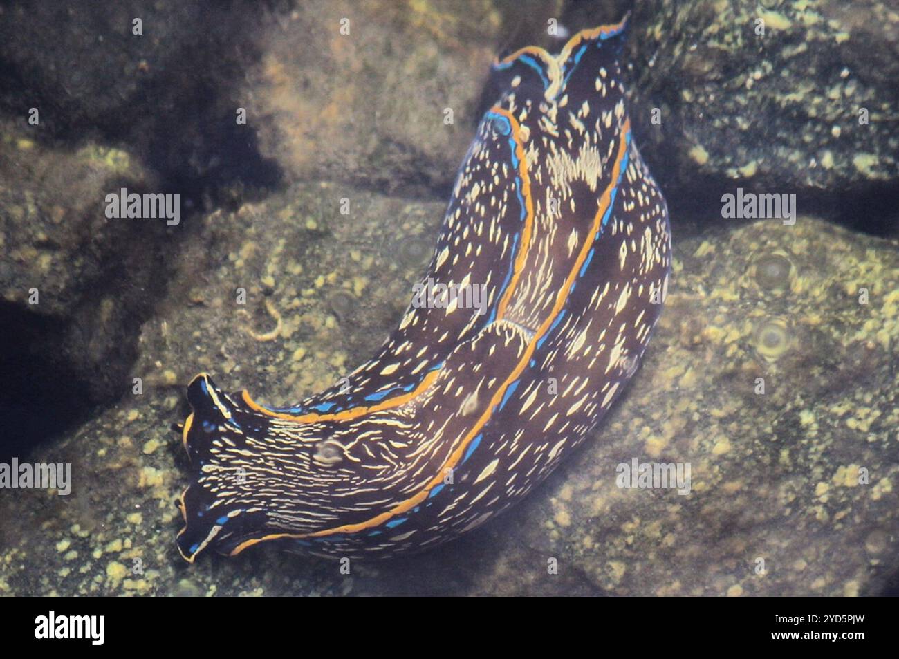 Navanax inermis hi-res stock photography and images - Alamy