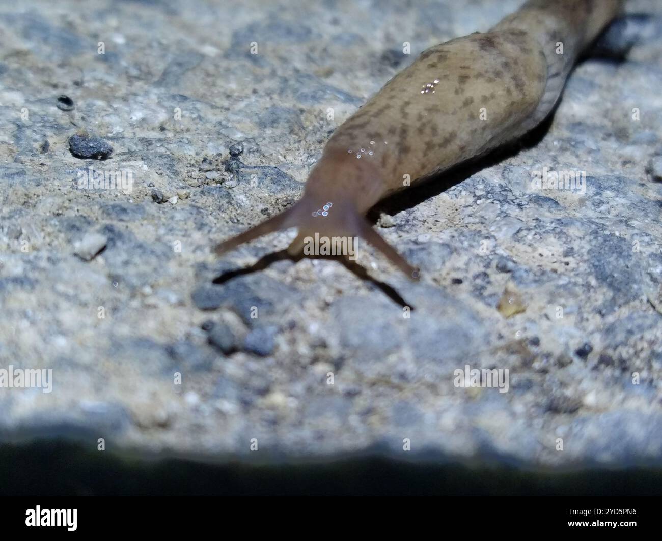 Smooth Land Slugs (Deroceras Stock Photo - Alamy