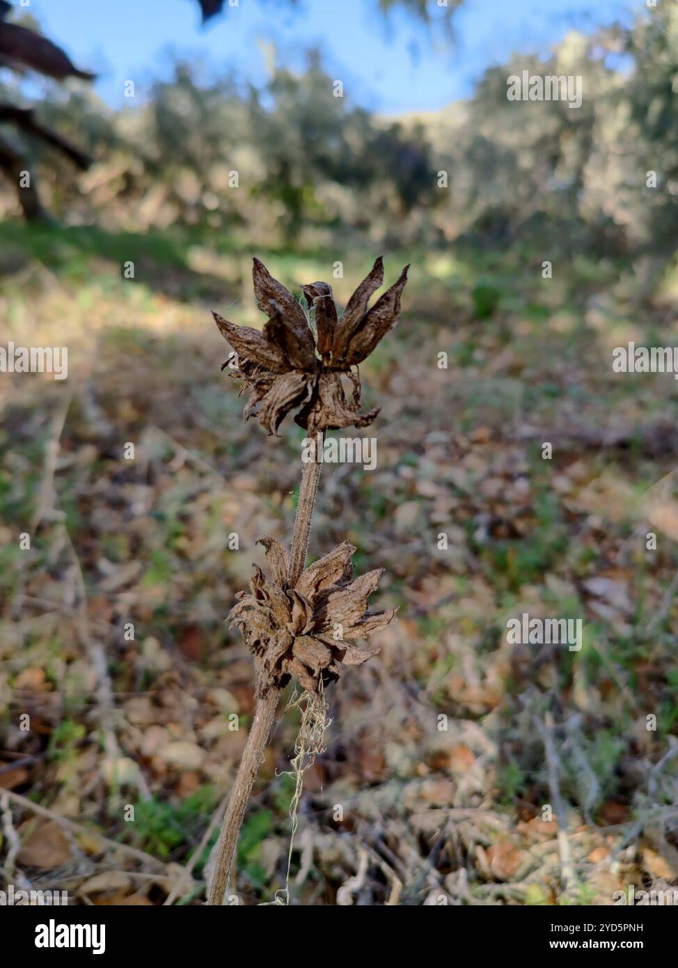 Hummingbird Sage (Salvia spathacea Stock Photo - Alamy