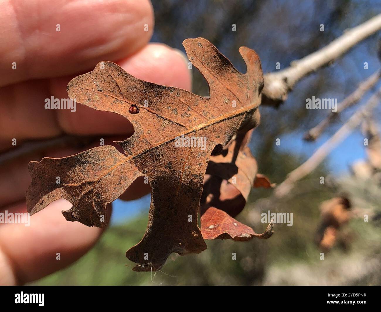 valley oak (Quercus lobata Stock Photo - Alamy