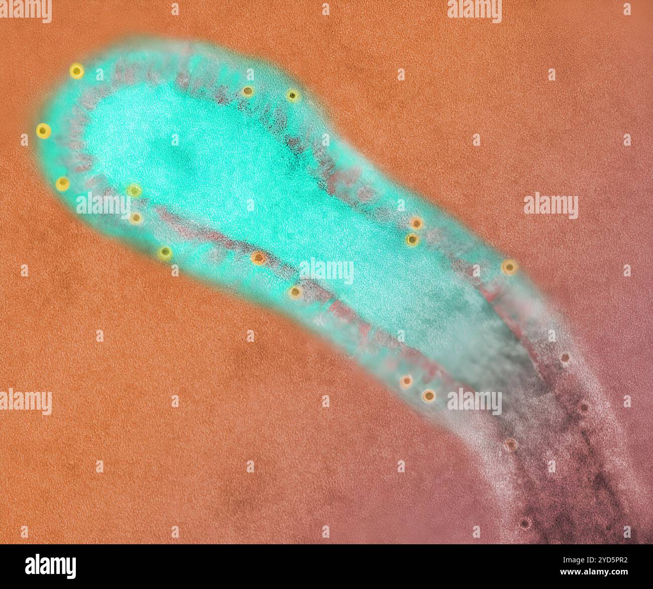 Transmission electron micrograph of human respiratory syncytial virus ...