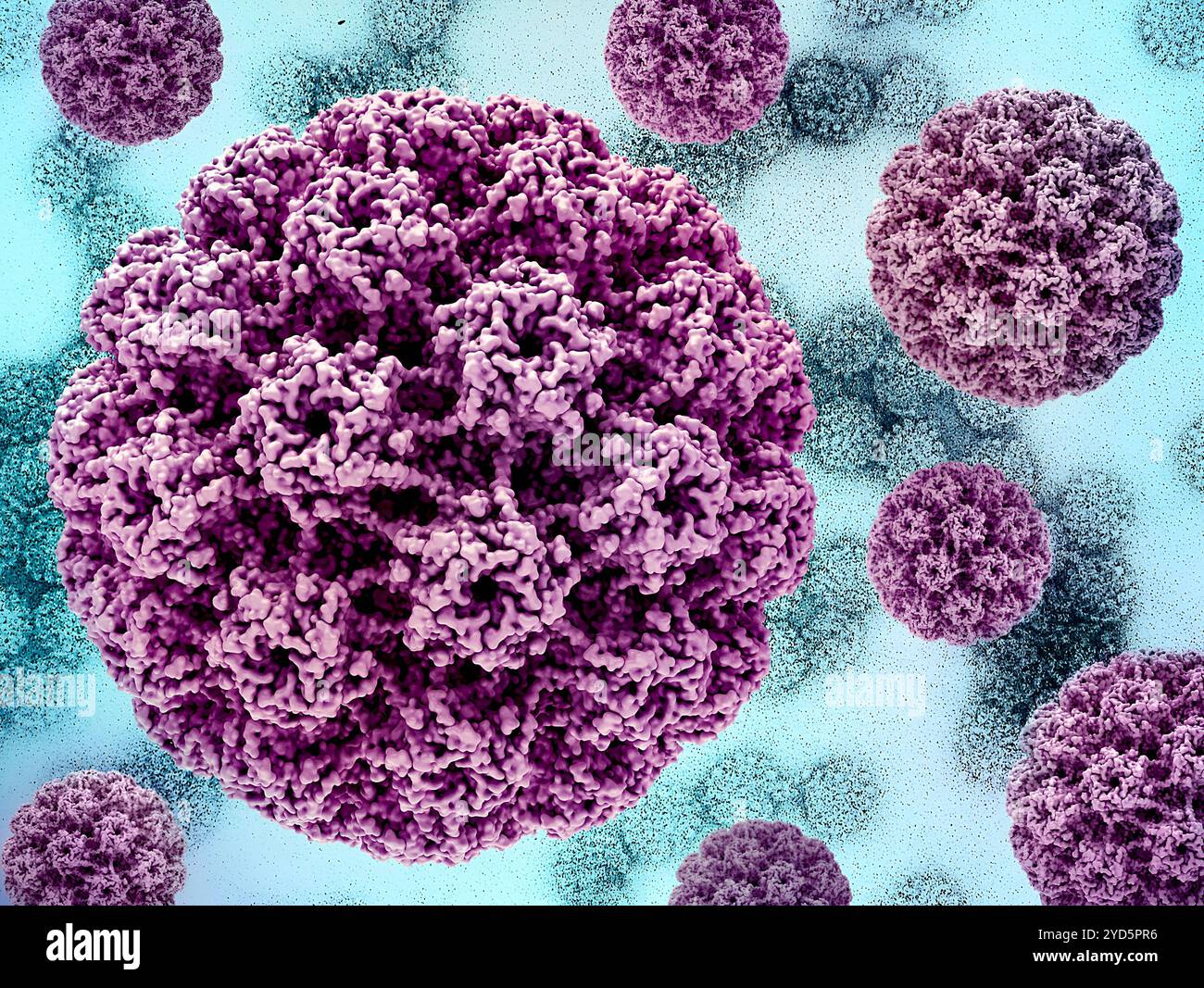 3D renderings of the human papillomavirus (HPV) capsid (pink) against a ...