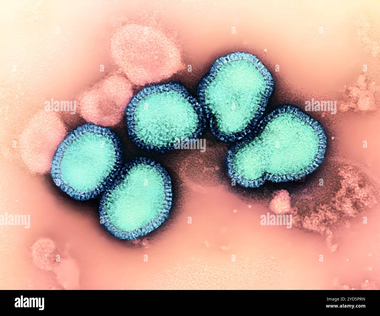 Colorized transmission electron micrograph of influenza A virus ...