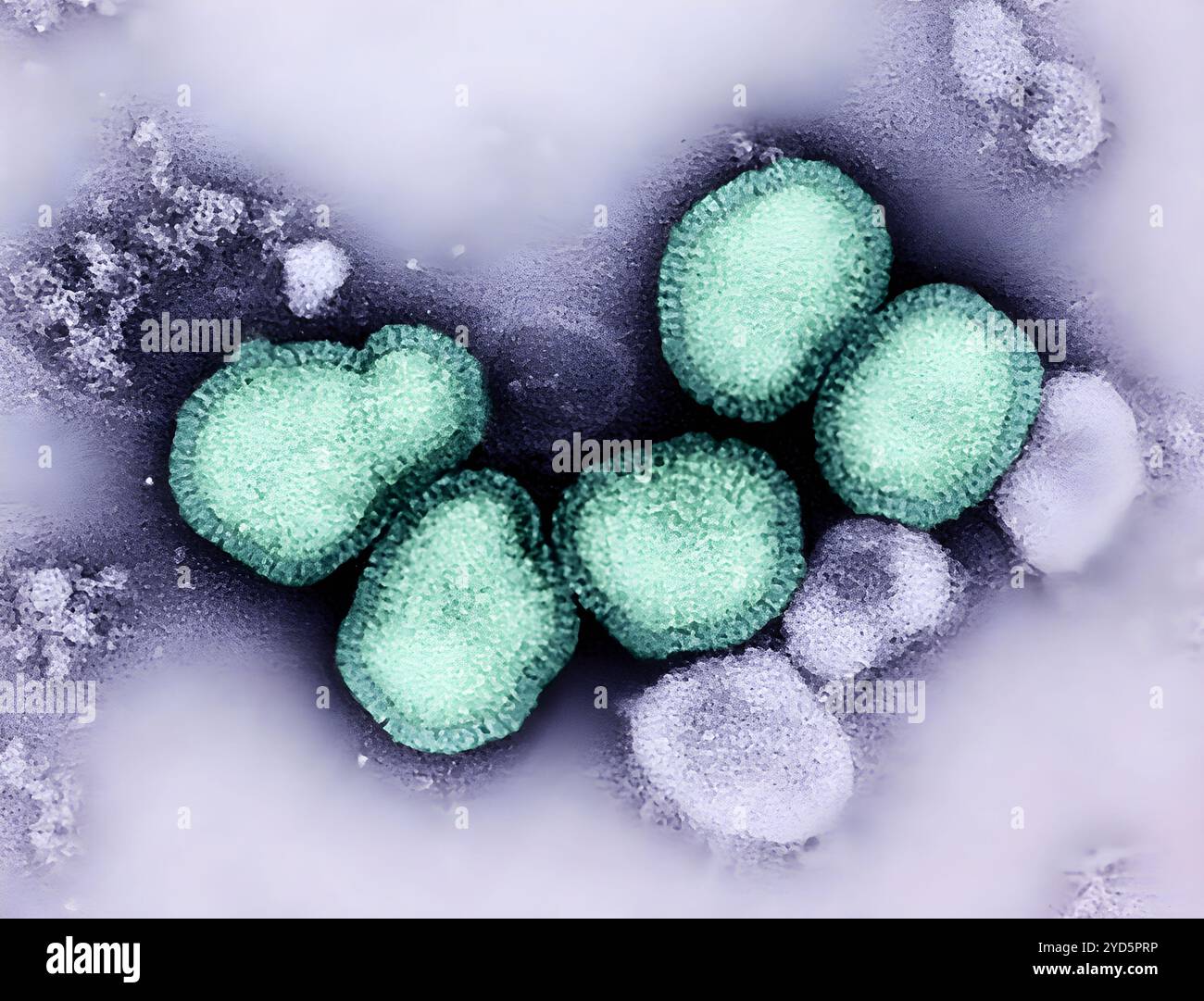 Colorized transmission electron micrograph of influenza A/H3N2 virus ...