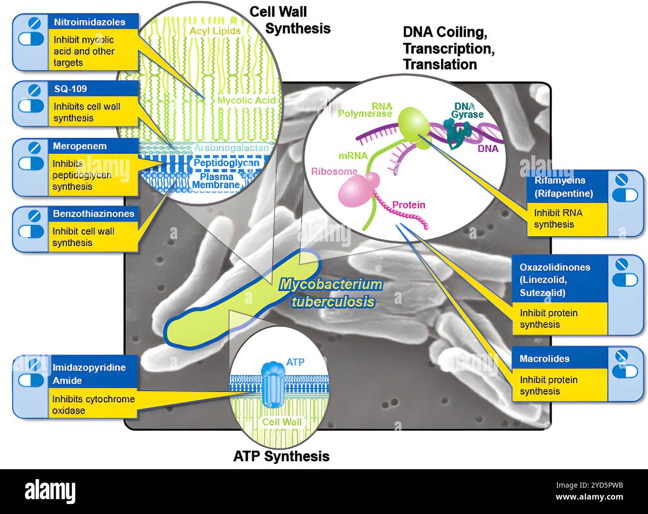 Tuberculosis drugs target various aspects of Mycobacterium tuberculosis ...