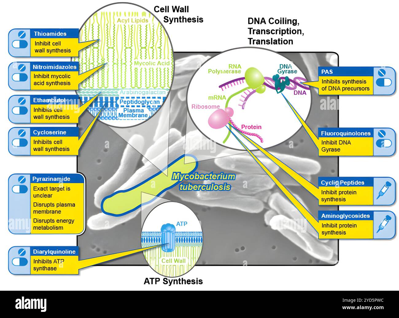 Tuberculosis drugs target various aspects of Mycobacterium tuberculosis ...