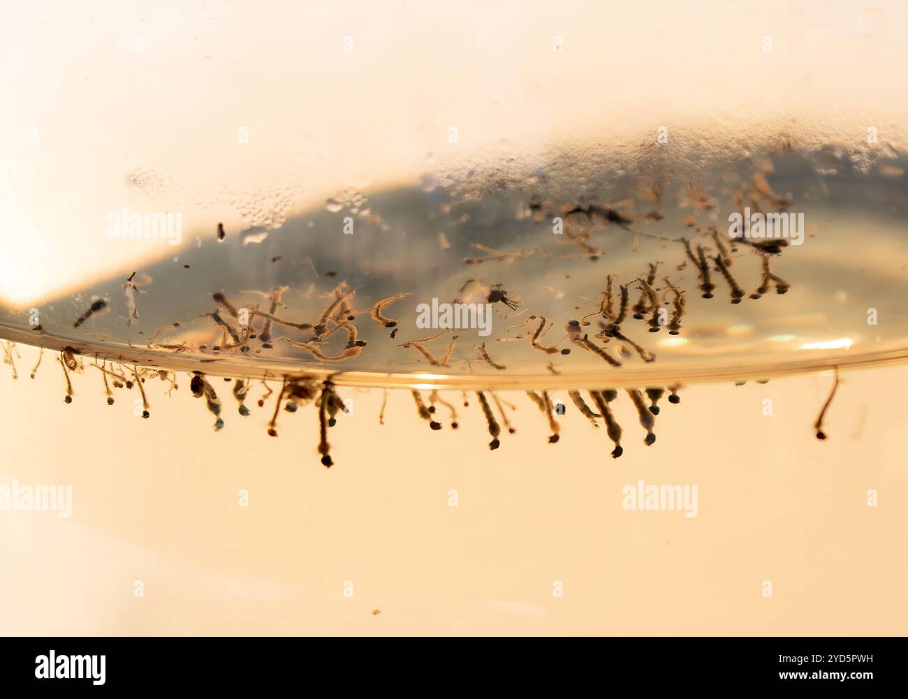What Does Mosquito Larvae Look Like In Standing Water