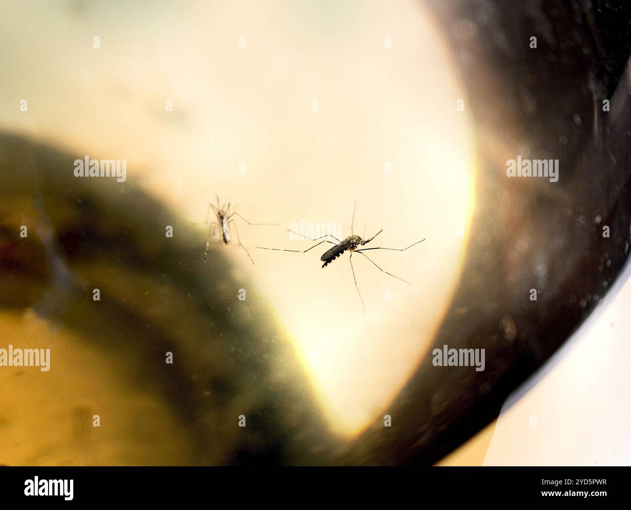 Mosquitos collected from standing water Stock Photo - Alamy