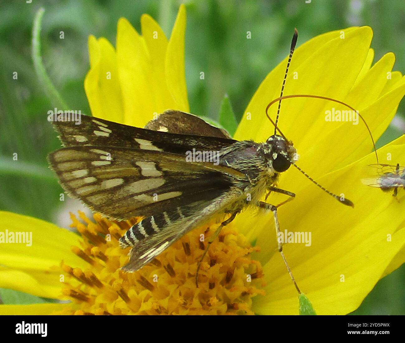 Pale Ranger (Dotta callicles Stock Photo - Alamy