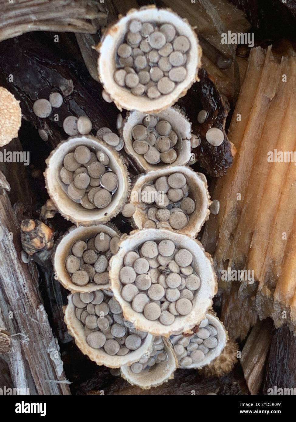 common bird's nest fungus (Crucibulum laeve Stock Photo - Alamy
