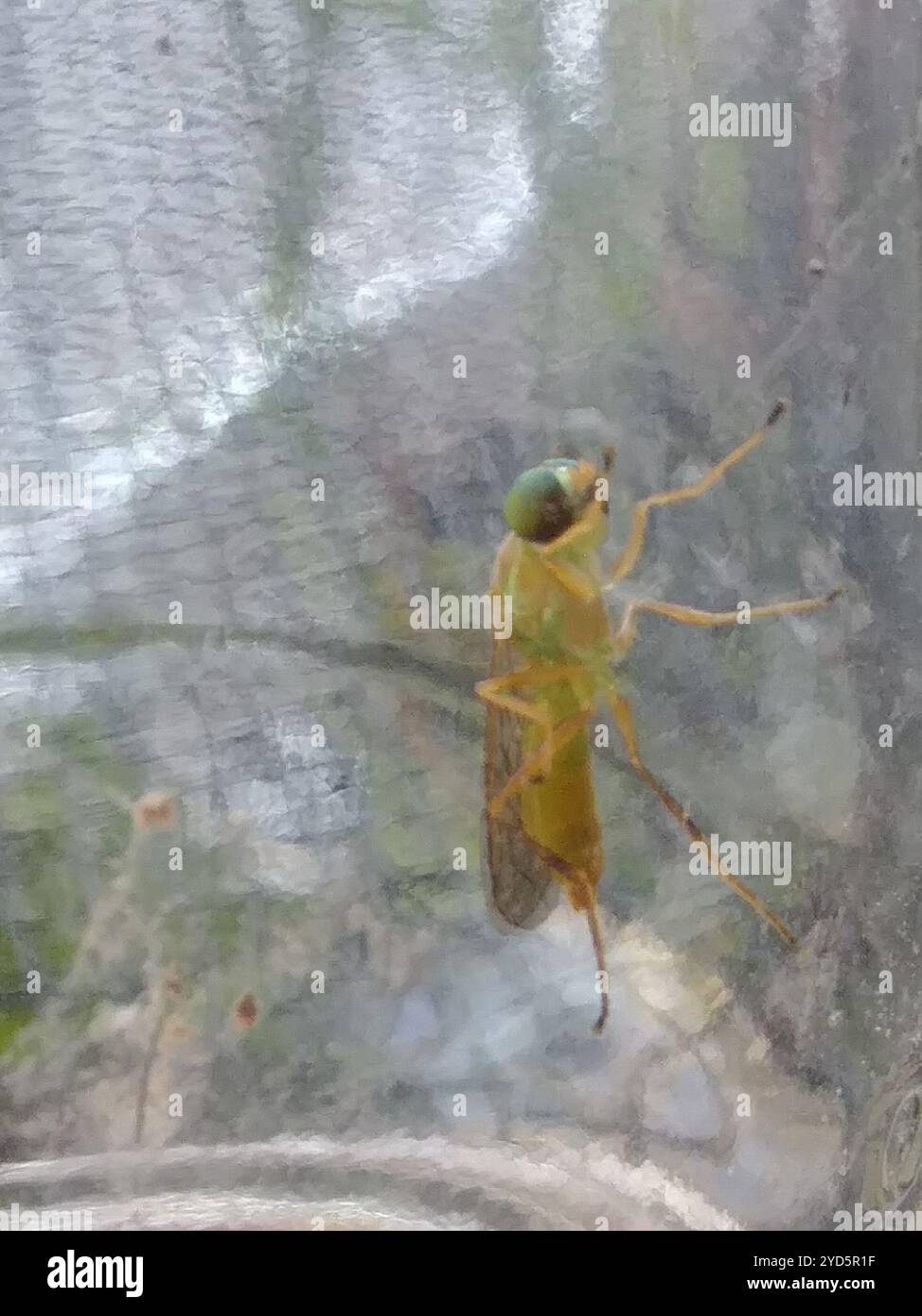 Compost Fly (Ptecticus trivittatus Stock Photo - Alamy