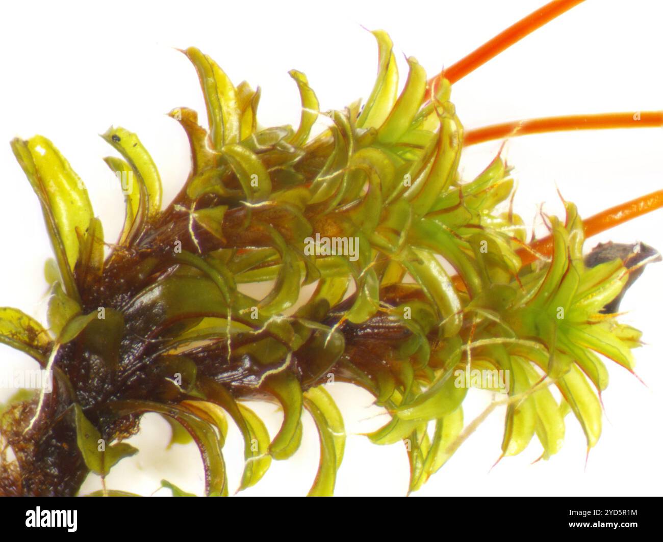 Star Moss (Syntrichia ruralis Stock Photo - Alamy