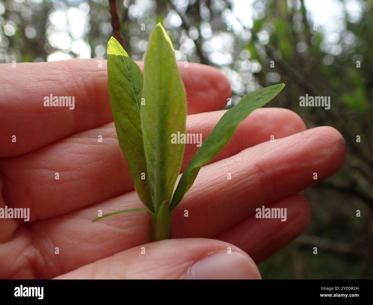 Osoberry (Oemleria cerasiformis Stock Photo - Alamy