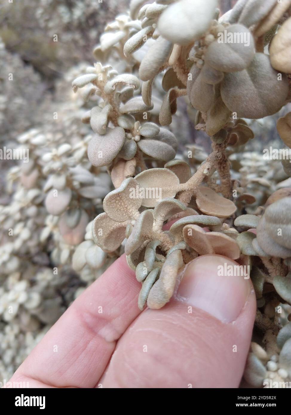 Roundleaf buffaloberry (Shepherdia rotundifolia Stock Photo - Alamy