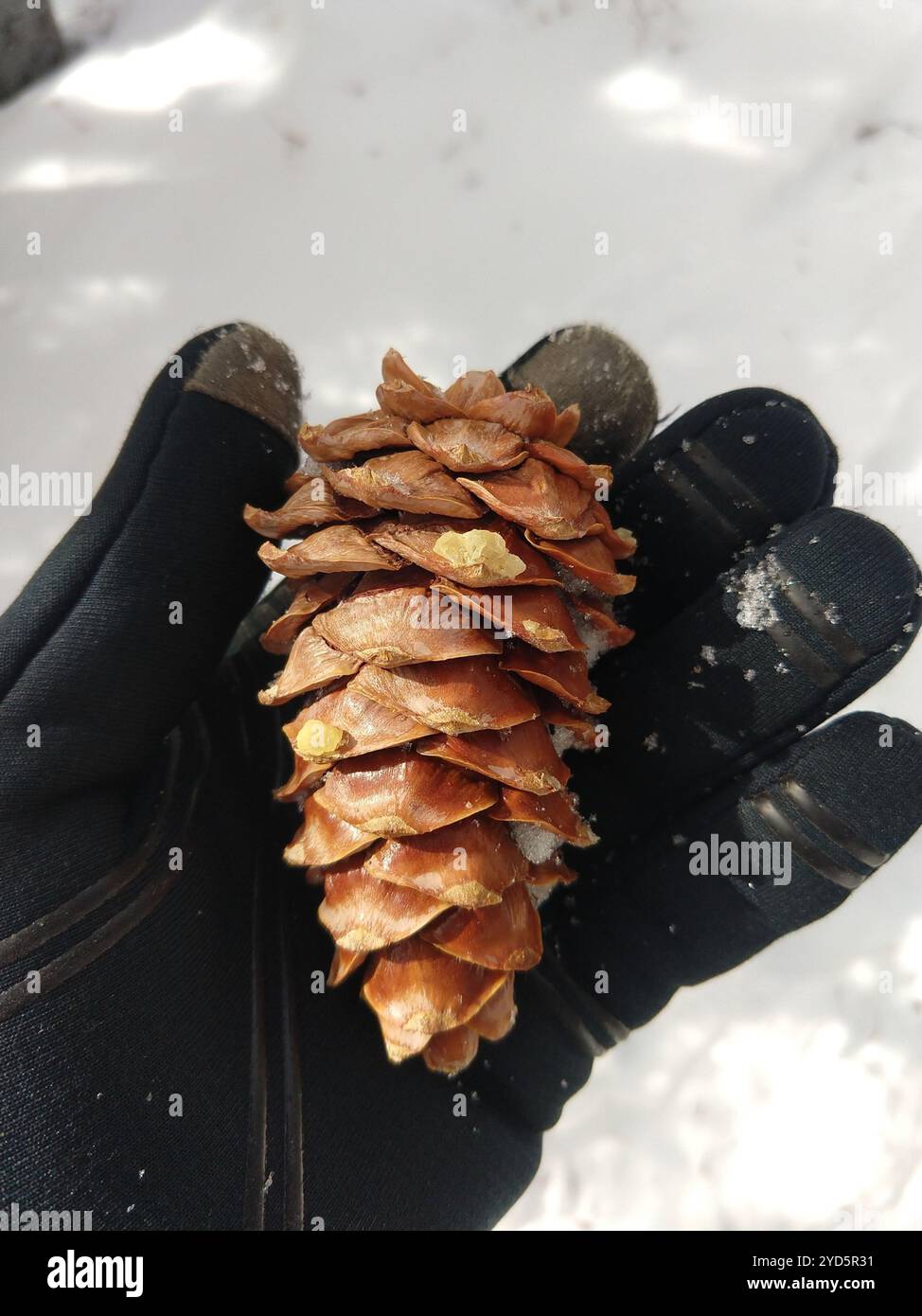 limber pine (Pinus flexilis Stock Photo - Alamy