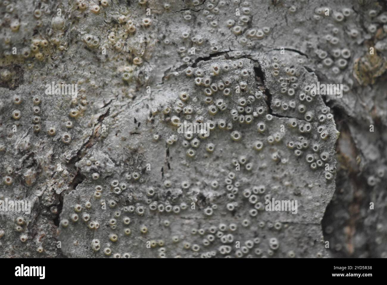 barnacle lichens (Thelotrema Stock Photo - Alamy