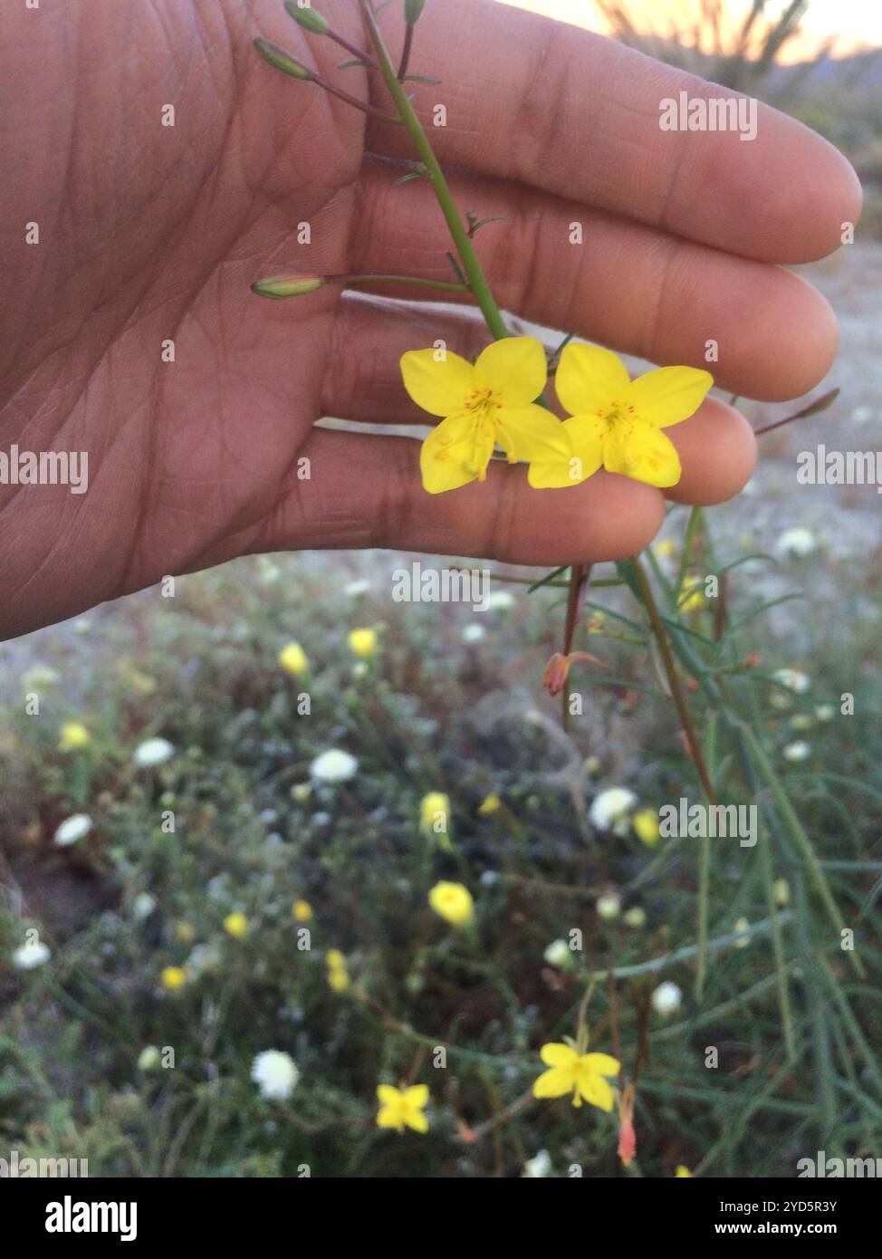 California primrose (Eulobus californicus Stock Photo - Alamy