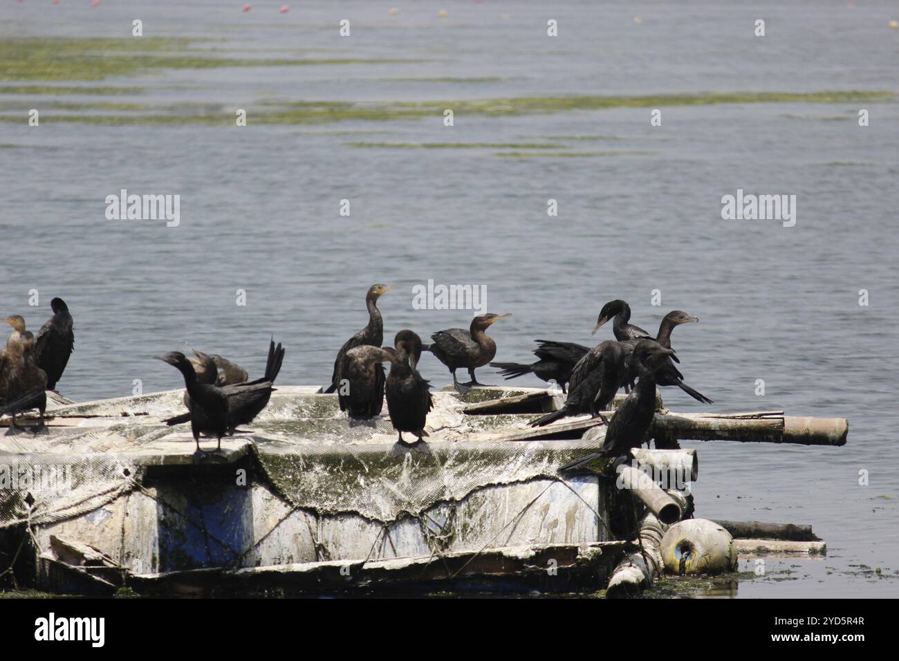 Neotropic Cormorant (Nannopterum brasilianum Stock Photo - Alamy