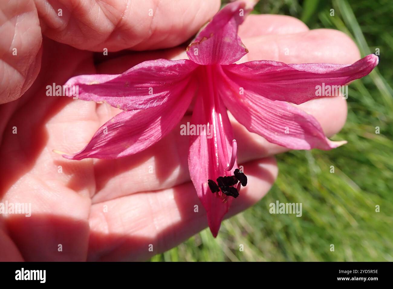 Giant Candelabra (Brunsvigia grandiflora Stock Photo - Alamy