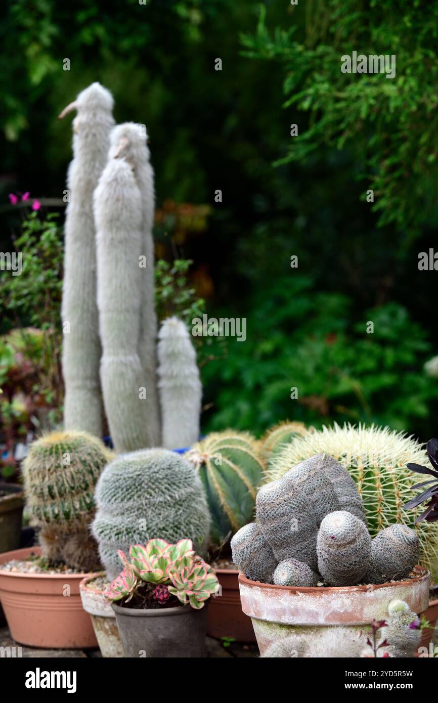 Cleistocactus strausii, silver torch, wooly torch, cactus, cacti ...