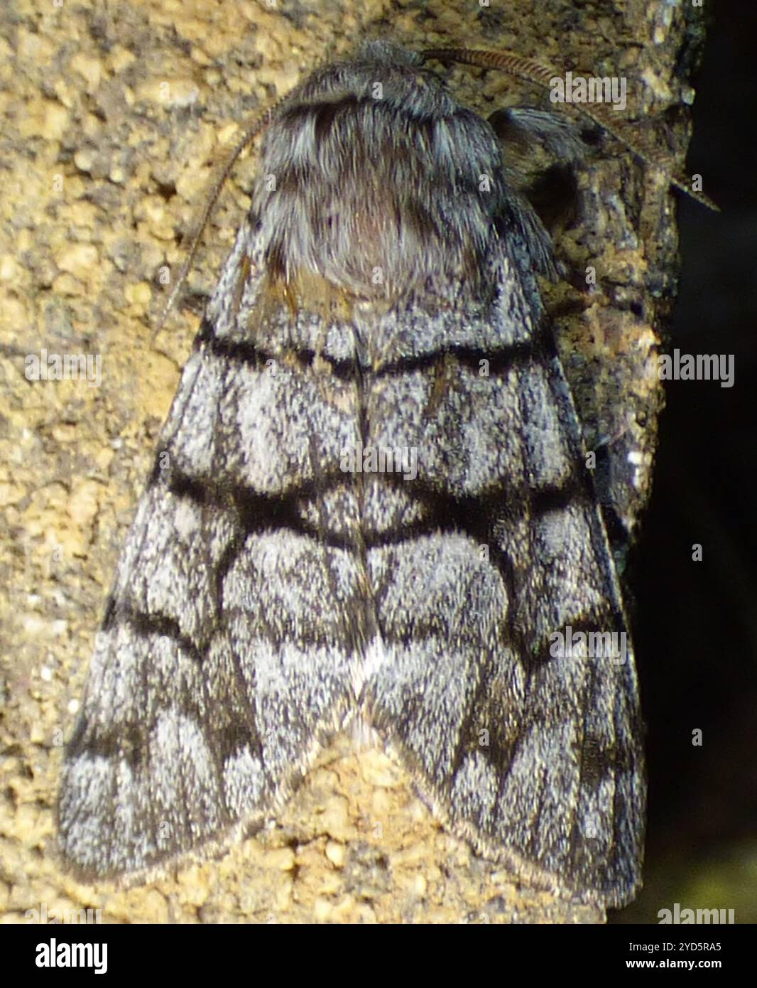 Eastern Panthea Moth (Panthea furcilla Stock Photo - Alamy