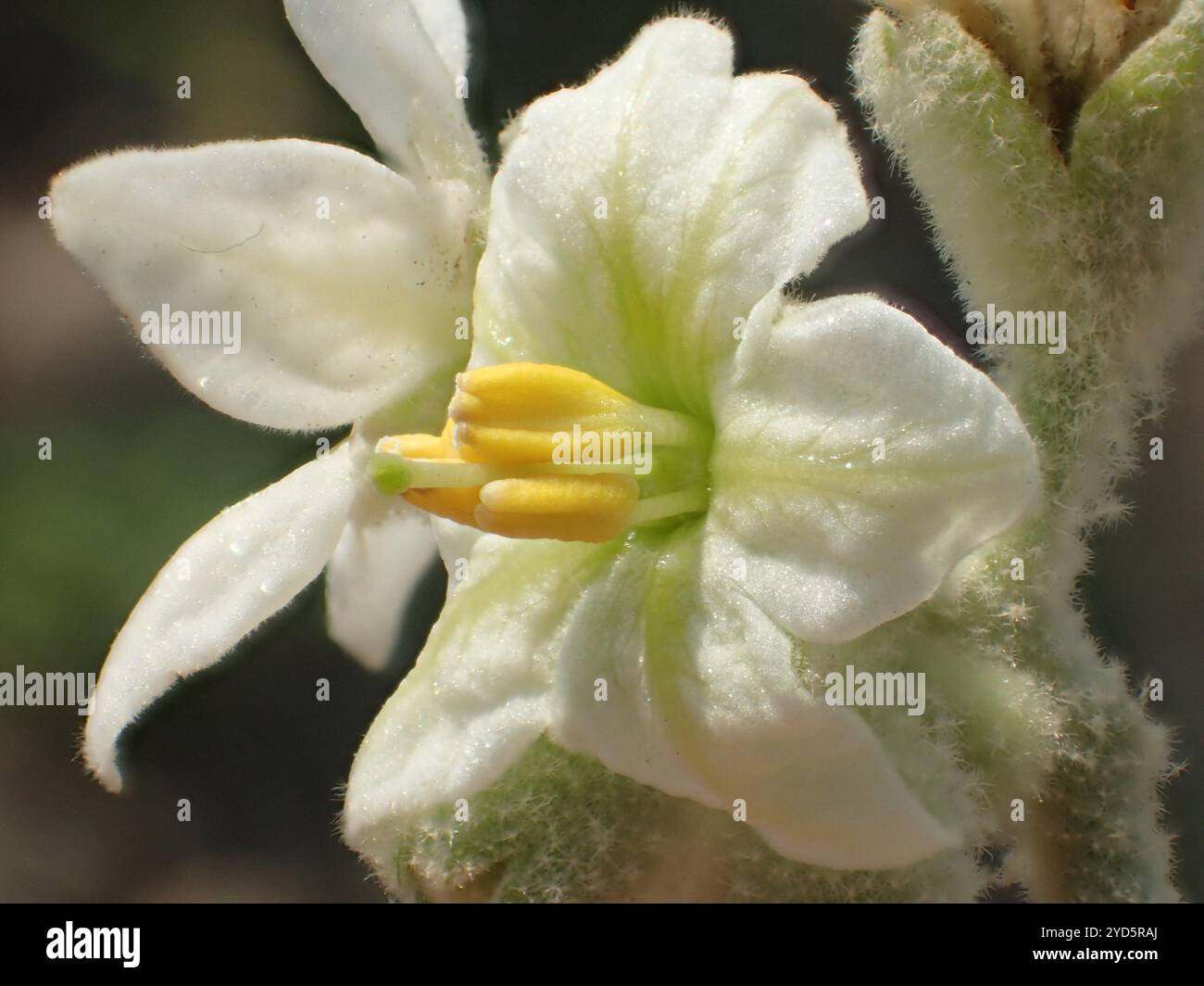 potato tree (Solanum erianthum Stock Photo - Alamy
