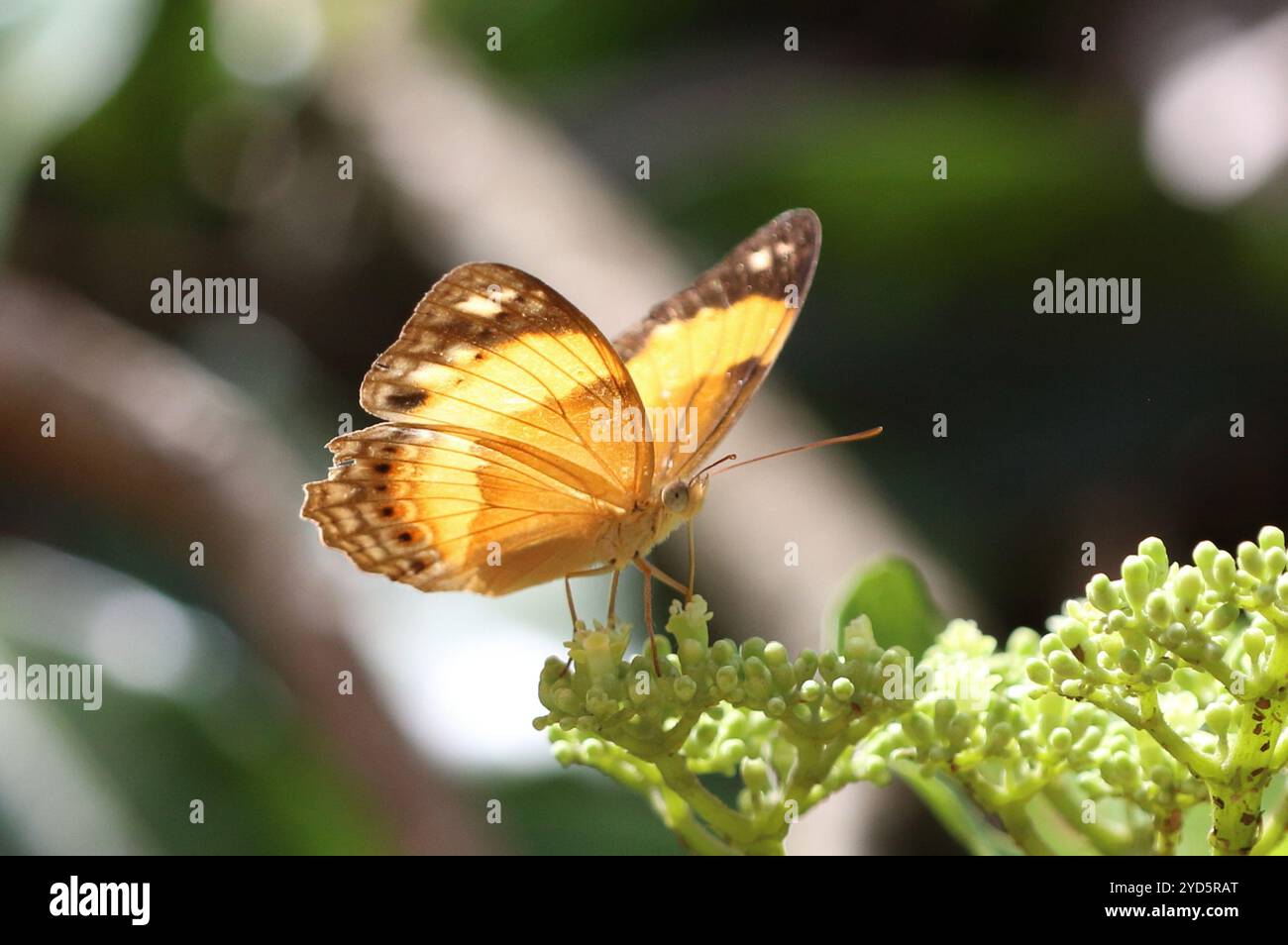 Cupha prosope hi-res stock photography and images - Alamy