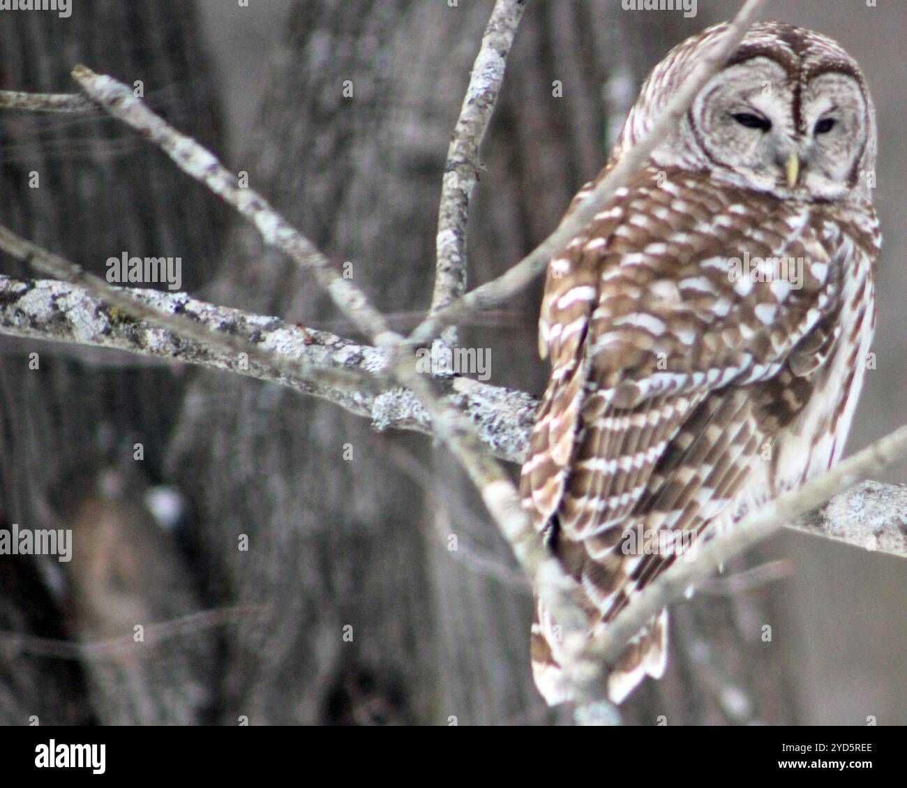 Barred Owl (Strix varia Stock Photo - Alamy