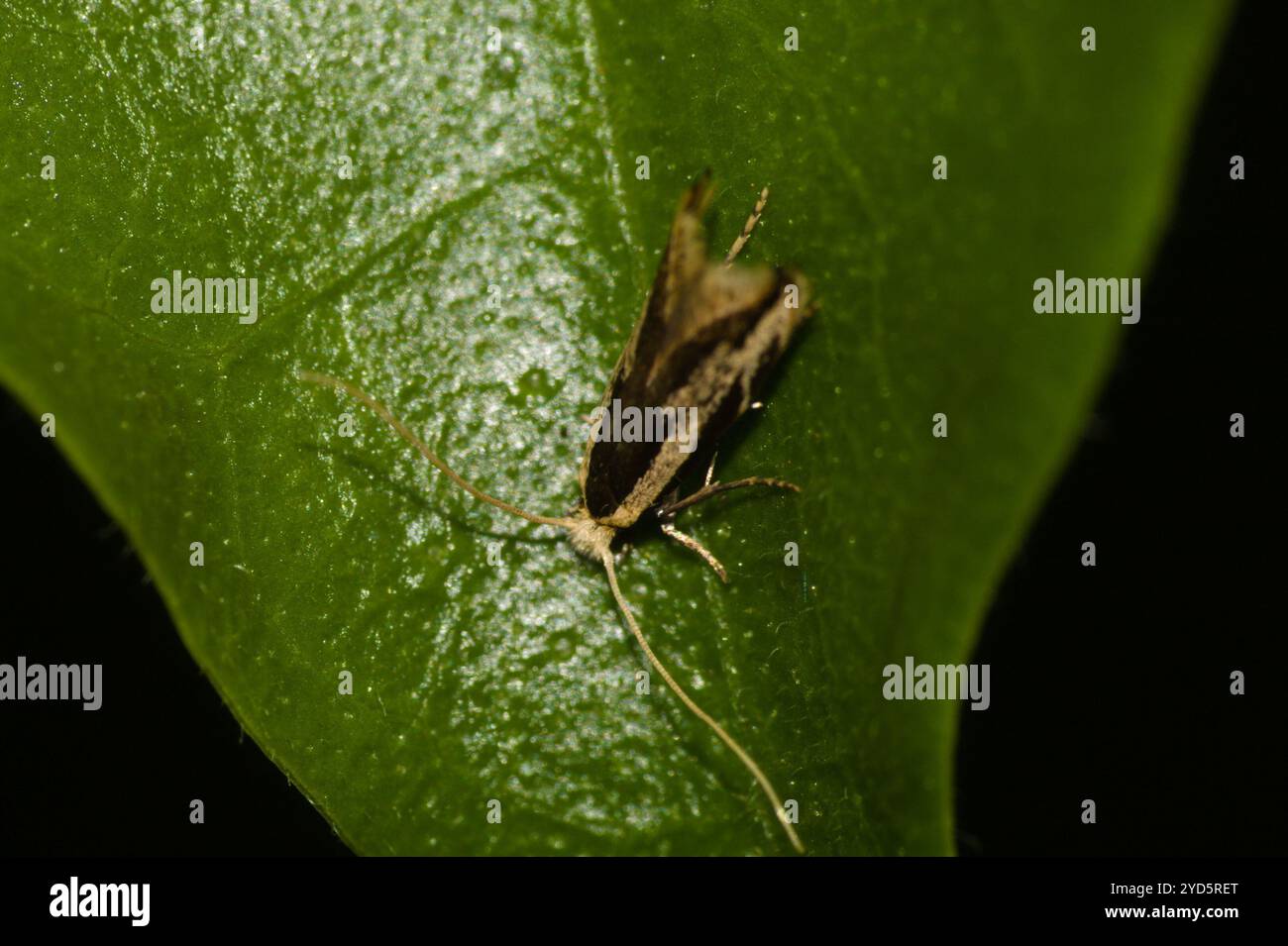 Curved-horn Moths (Gelechioidea Stock Photo - Alamy