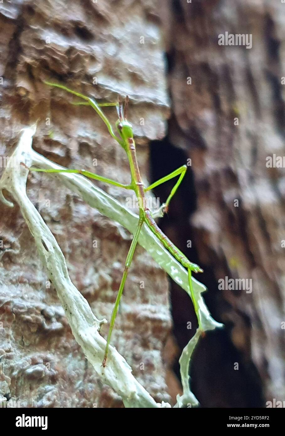 Stick Insects (Phasmida Stock Photo - Alamy