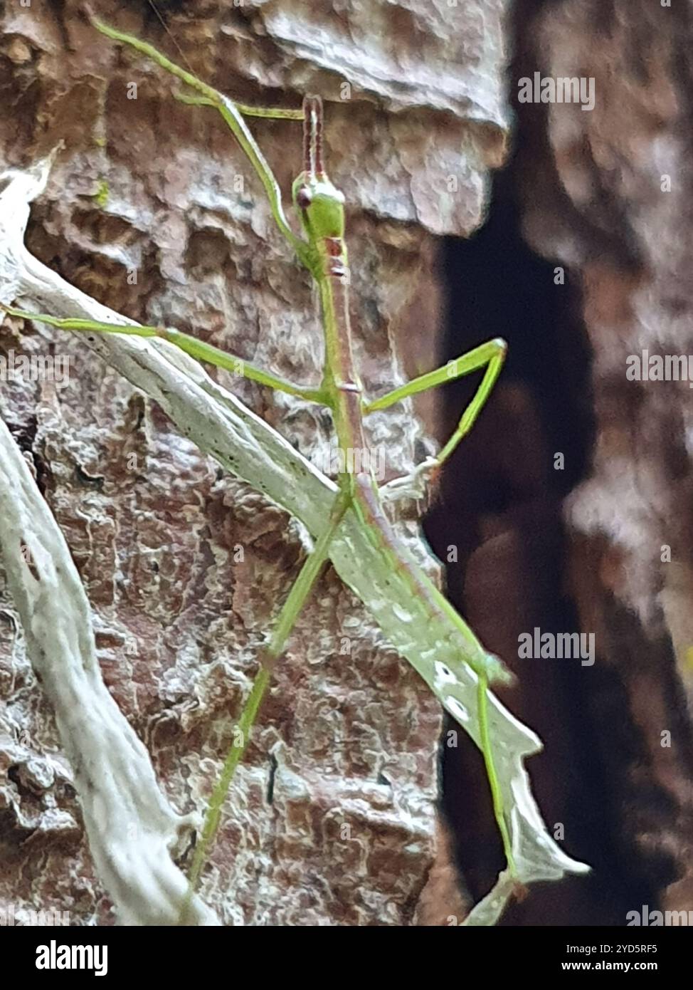 Stick Insects (Phasmida Stock Photo - Alamy