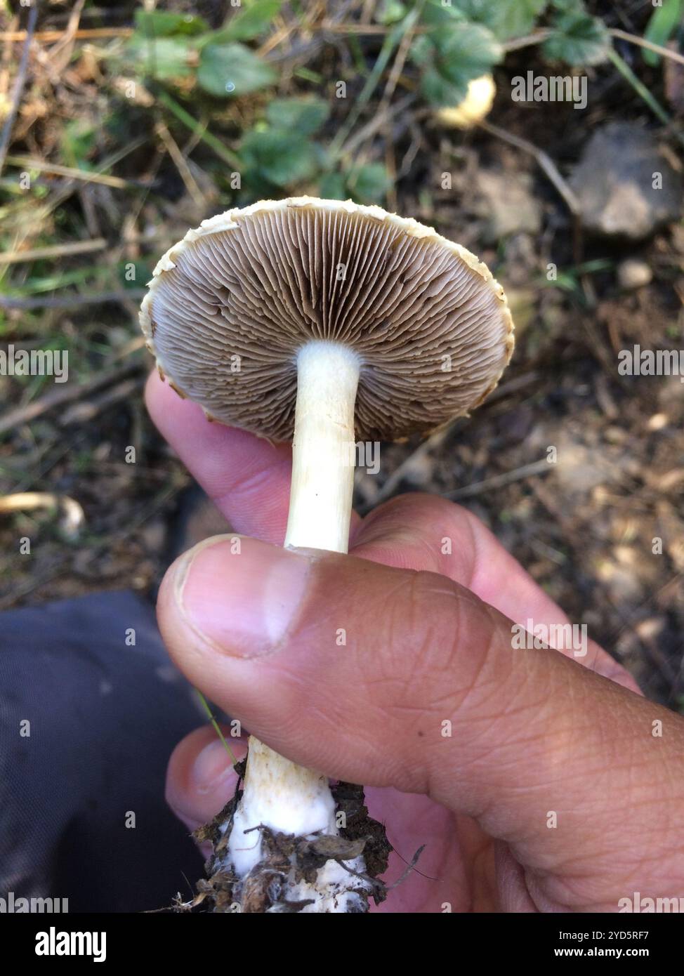 Questionable Stropharia (Stropharia ambigua Stock Photo - Alamy