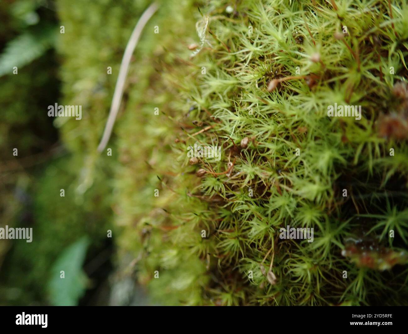 Common Apple-moss (Bartramia pomiformis Stock Photo - Alamy
