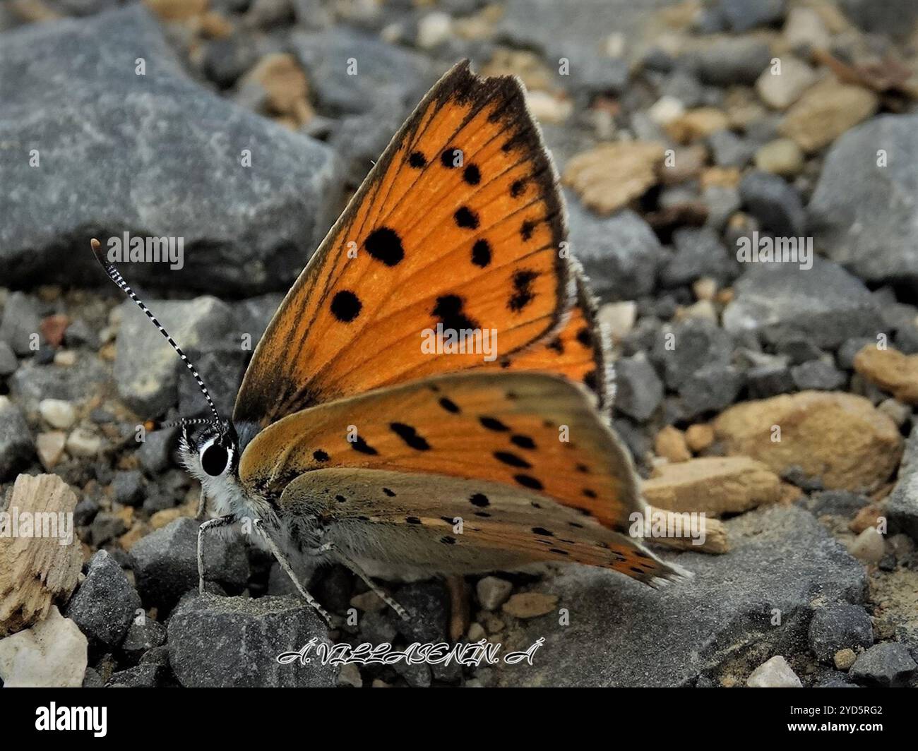 (Lycaena alciphron gordius Stock Photo - Alamy