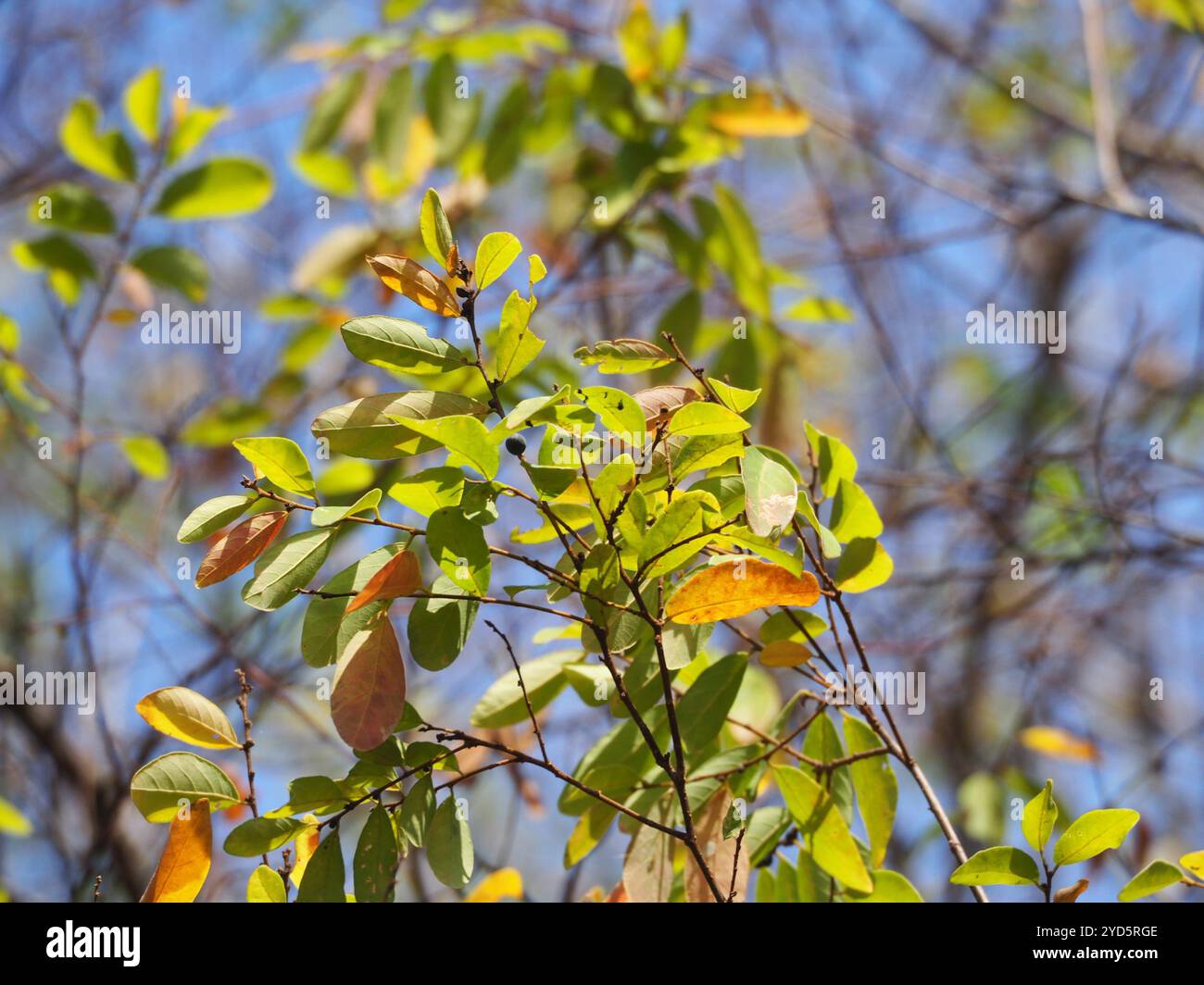 Pop-gun Seed (Bridelia tomentosa Stock Photo - Alamy