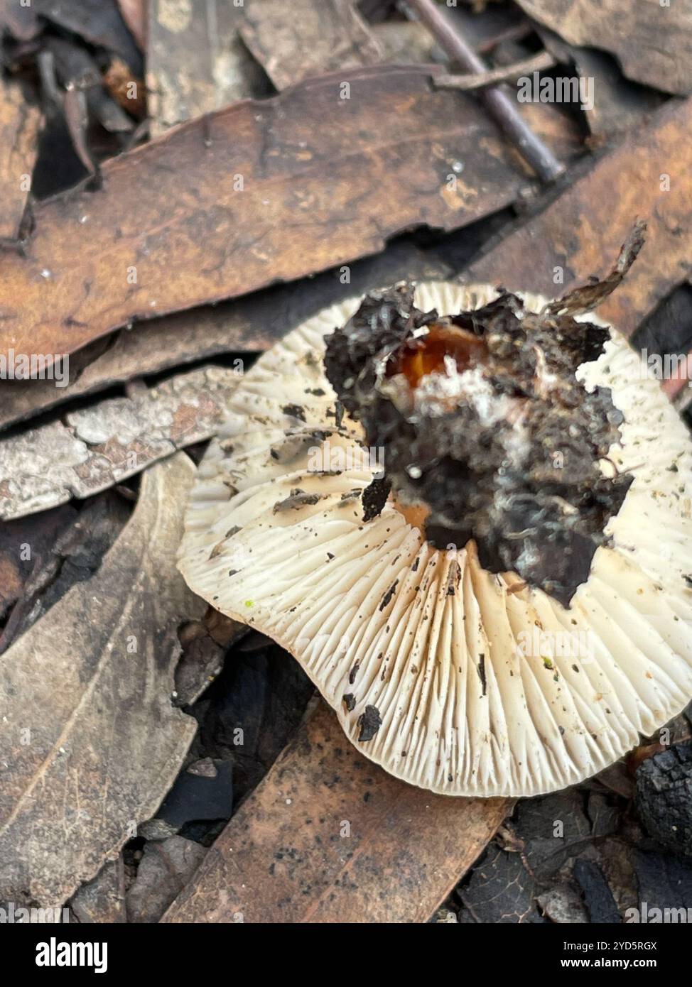 Oak-loving Gymnopus (Gymnopus dryophilus Stock Photo - Alamy