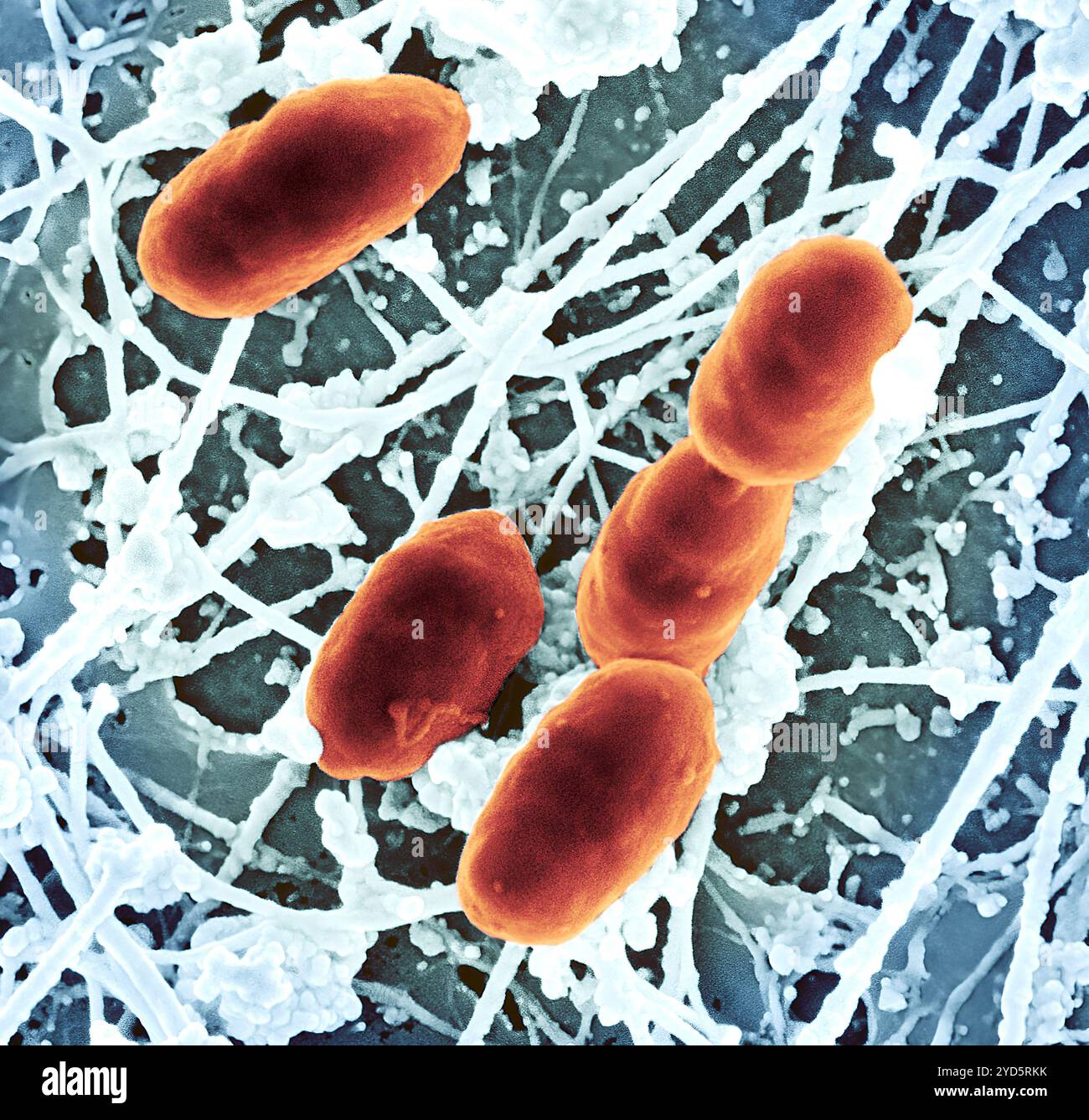 Bacteria rickettsia hi-res stock photography and images - Alamy