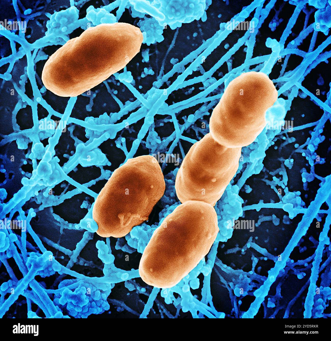 Scanning electron micrograph of Rickettsia typhi bacteria Stock Photo ...