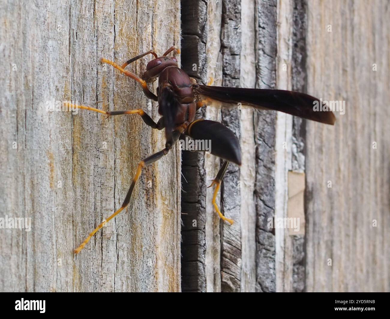 Ringed Paper Wasp (Polistes annularis Stock Photo - Alamy