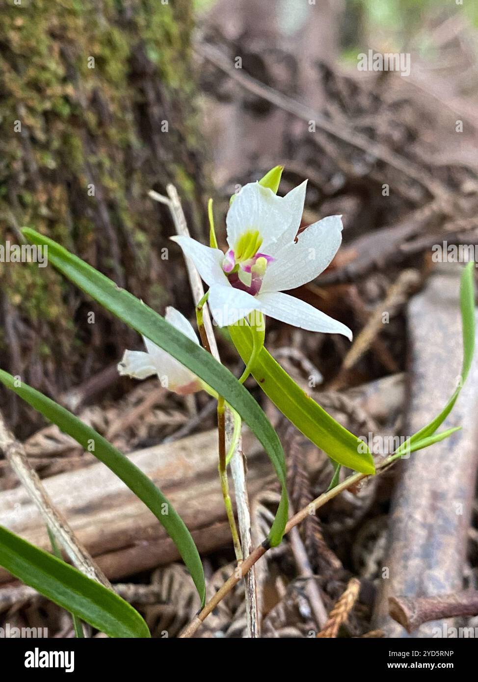 Winika (Dendrobium cunninghamii Stock Photo - Alamy