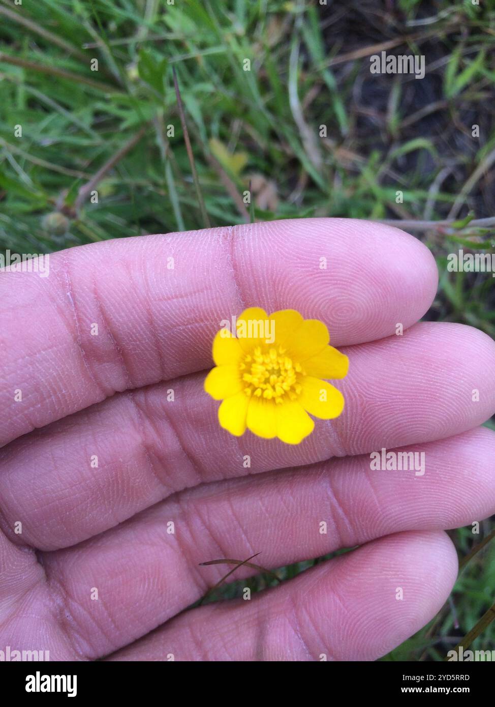 California buttercup (Ranunculus californicus Stock Photo - Alamy