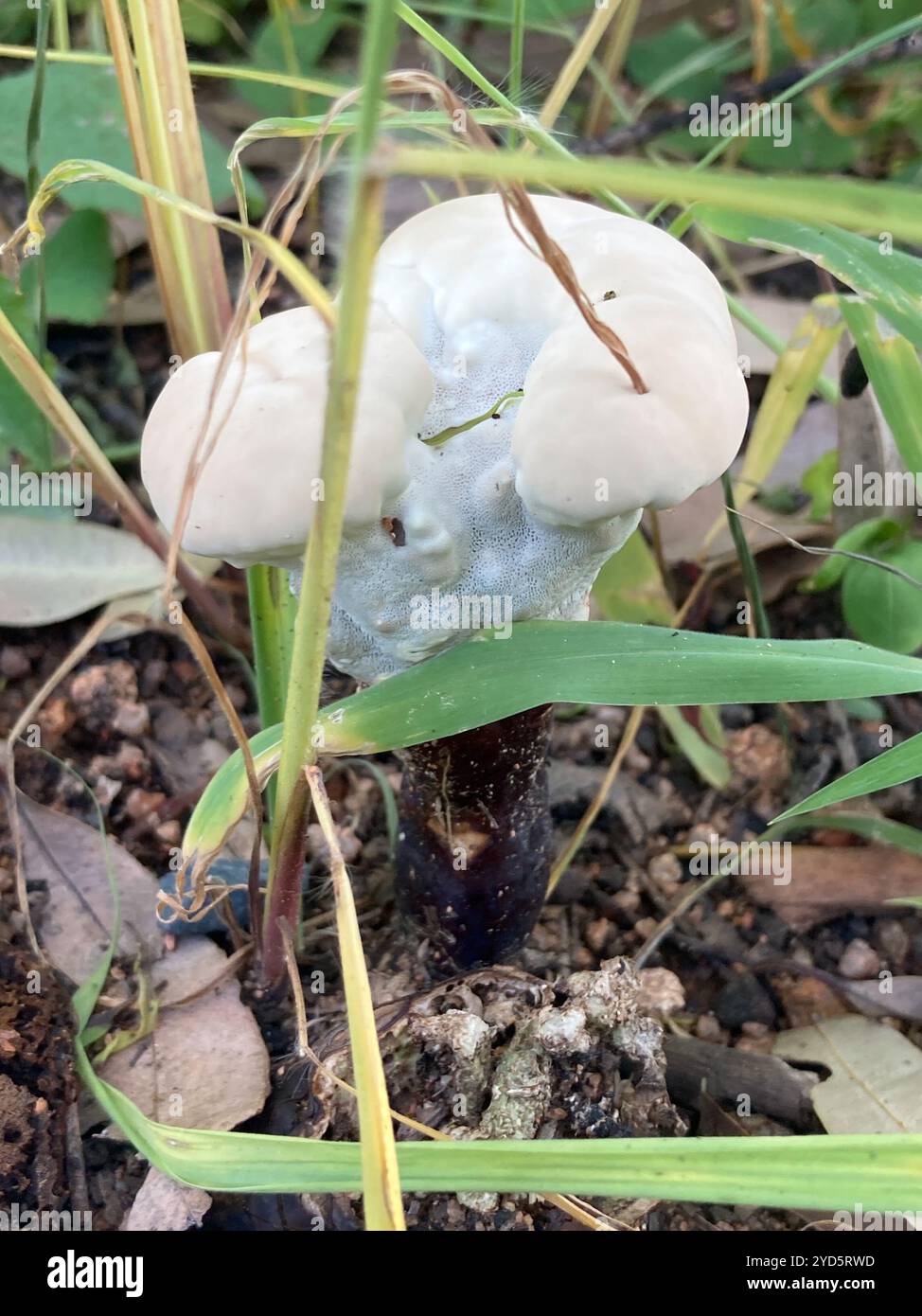 red-staining stalked polypore (Sanguinoderma rude Stock Photo - Alamy